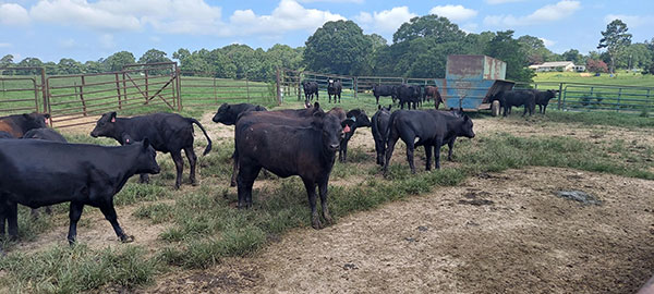 SE Cattle Consulting – Complete Cattle Consulting in the Southeast