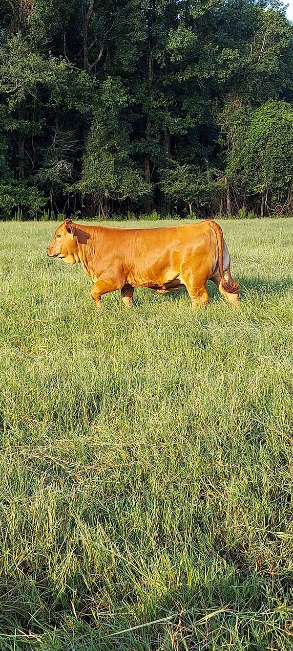 About Us – SE Cattle Consulting